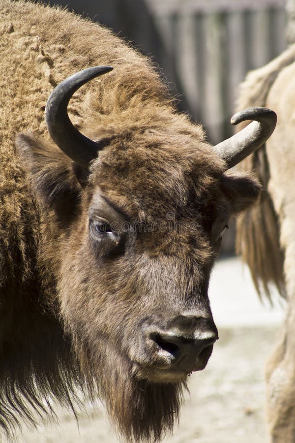 Zoo buffalo stock photo. Image of category, field, attractive - 44387862