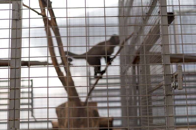 Zoo Cage with a Monkey Inside Stock Image - Image of cercopithecus ...