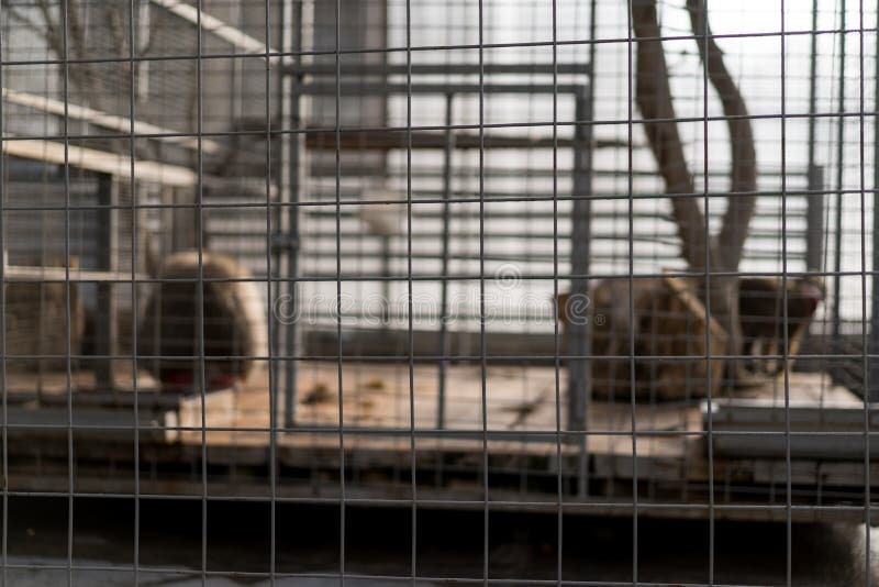 Zoo Cage with a Monkey Inside Stock Image - Image of inside, lowland ...