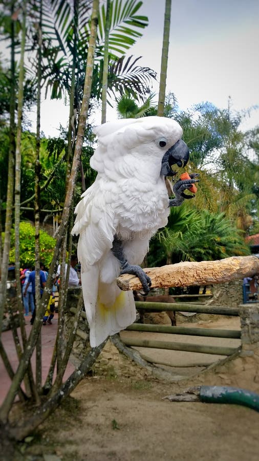 Zoo Caracas Venezuela D'oiseau Photo stock - Image of oiseau, venezuela ...