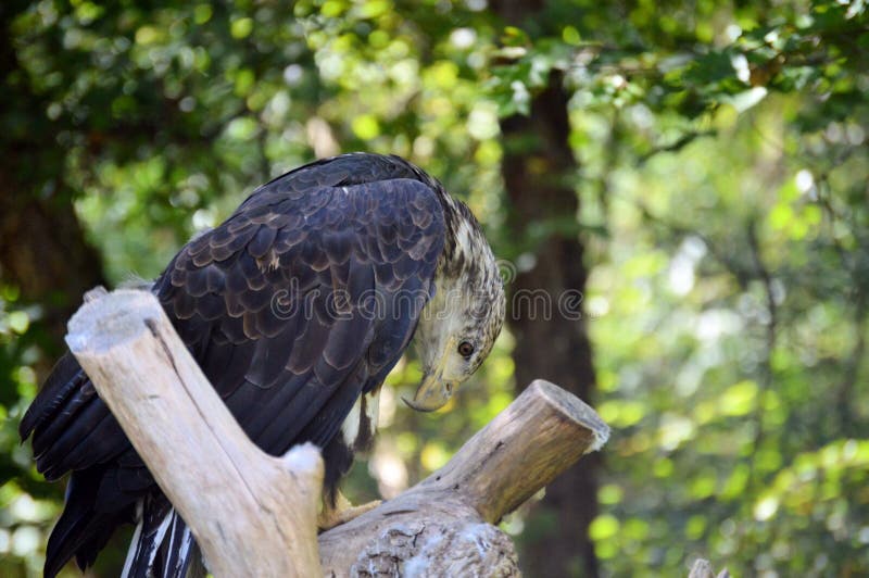 Proud American Eagle Praying Over Zoo Stock Image - Image of tree ...