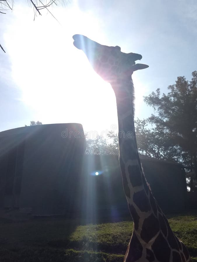 Zoo day 1 stock photo. Image of giraffes, animals - 108078680