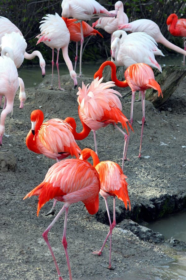 Zoo des flamants im image stock. Image du flamants - 784101