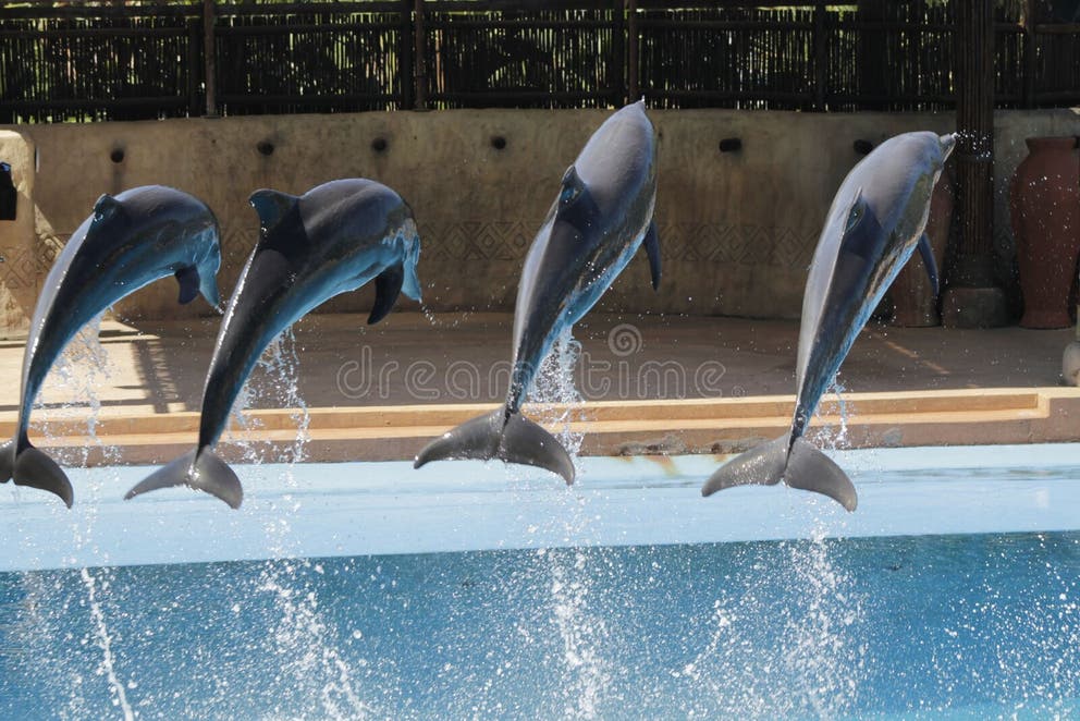 Zoo with Dolphins in Mid Air Editorial Photography - Image of view ...