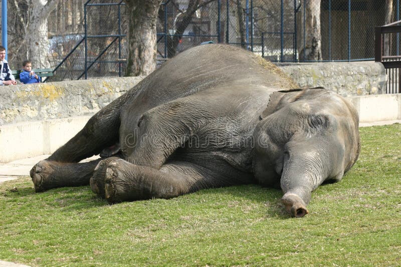 Old Tired African Elephant Stock Photos - Free & Royalty-Free Stock ...