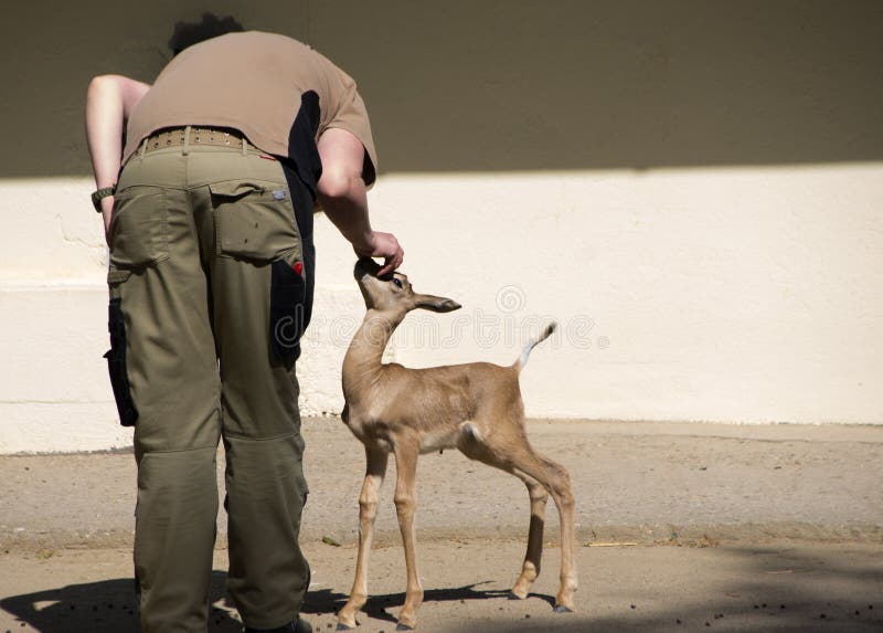 Zoo employee editorial photography. Image of worker, calf - 71055757