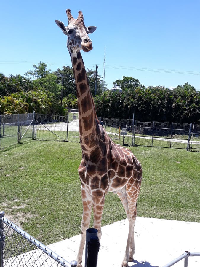 Zoo giraffe pose stock image. Image of pose, giraffe - 173354915