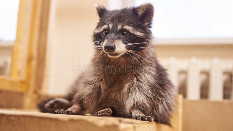 Zoo-granja Triste, Lindo Del Mapache Foto de archivo - Imagen de verde ...