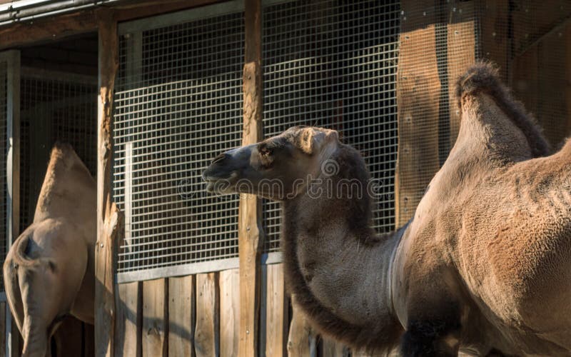 Zoo Humpback Camel Eating Grass Stock Photo - Image of hump, animal ...