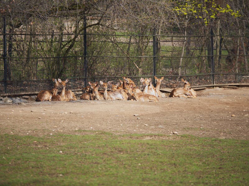 The Zoo is a Great Place To See and Experience New Things. Stock Image ... The Zoo is a Great Place To See and Experience New Things. Stock Image ...