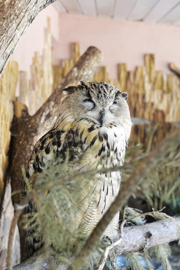 In the Zoo. Image of the Owl Squints Stock Photo - Image of brown ...