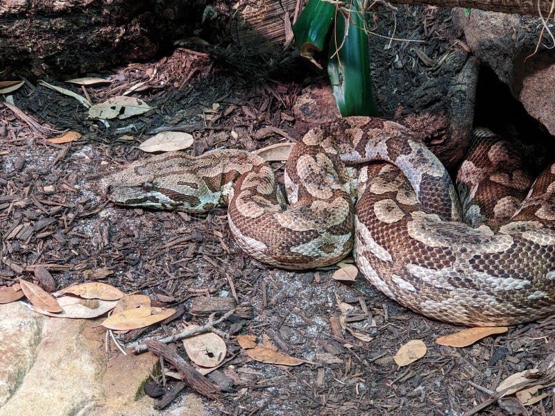 A Zoo Kept Dumeril`s Ground Boa Stock Photo - Image of reptile, resting ...