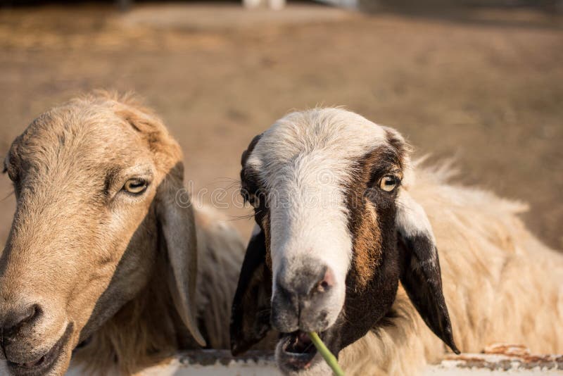 Zoo Lamb Asian Sheep in Farm Eye Head Closeup Animal Stock Photo ... Zoo Lamb Asian Sheep in Farm Eye Head Closeup Animal Stock Photo ...