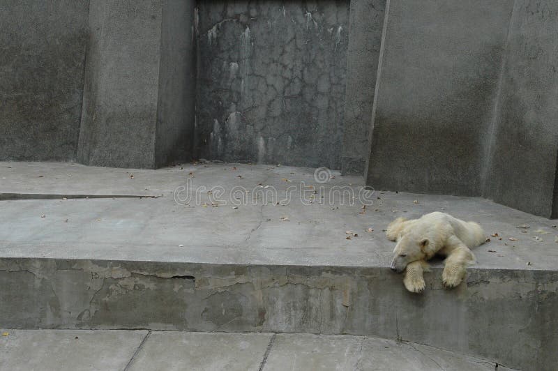 Zoo Life stock image. Image of nature, boredom, bears, impact - 840799