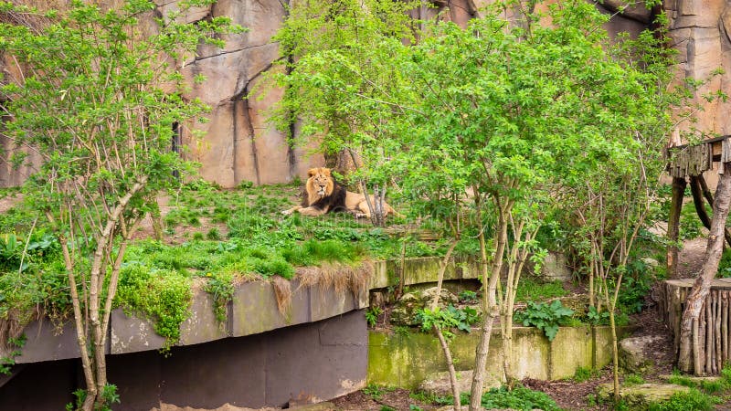 Zoo with a Lot of Beautiful Trees and a Lion Sitting on the Grass Stock ...