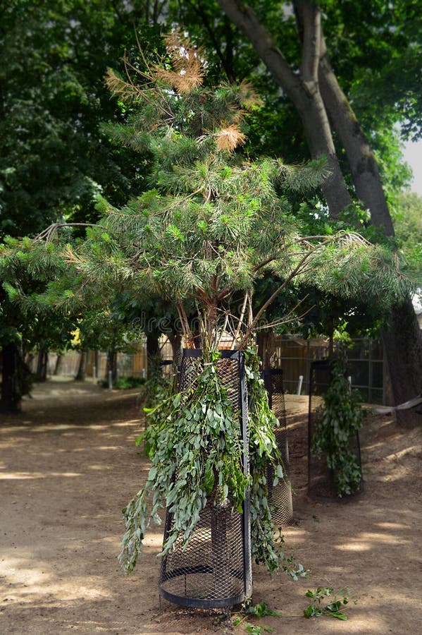 Zoo, Pine Tree, Lama Feeder Stock Photo - Image of botany, coniferous ...