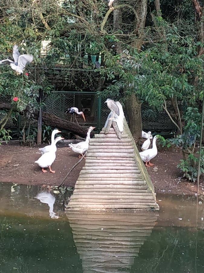 Zoo, Pond, Water, Birds, Gees, Trees Stock Image - Image of trees ...