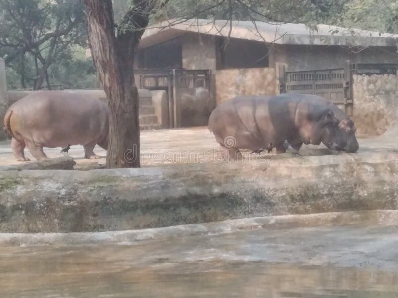 Zoo ride stock photo. Image of delhi, hippo, life, animal - 138341956