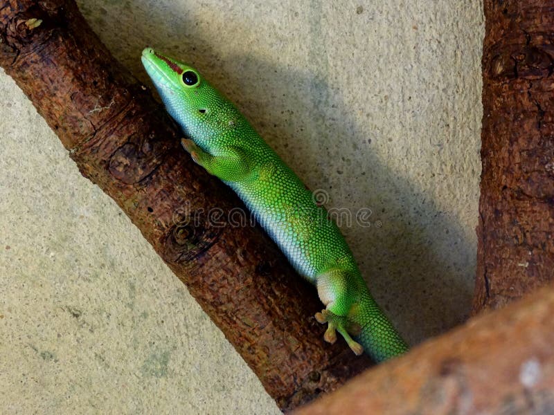 Zoo Servion Och Tropiquarium Av Servion - 2017 Arkivfoto - Bild av ...