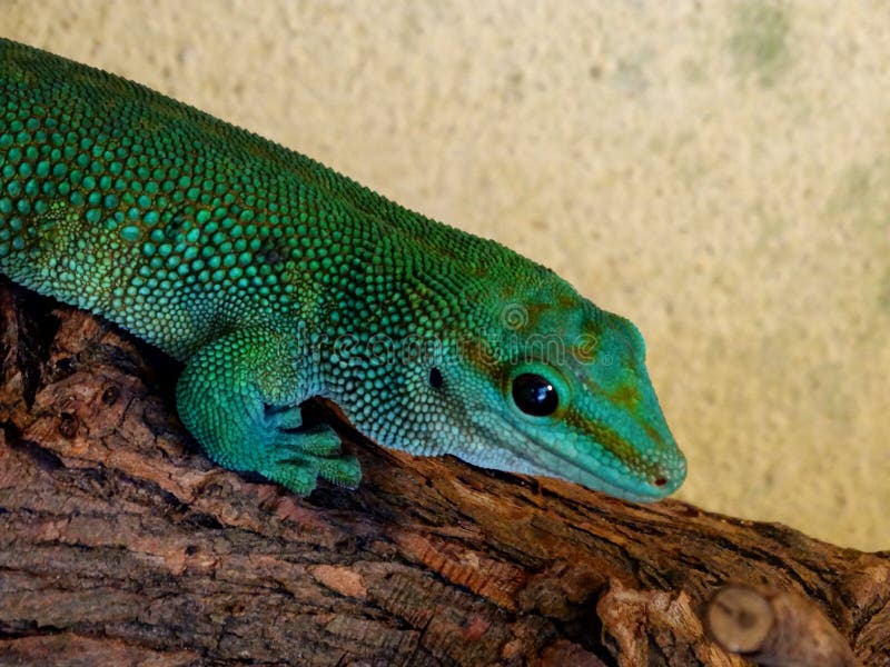 Zoo Servion and Tropiquarium of Servion - 2017 Editorial Photo - Image ...