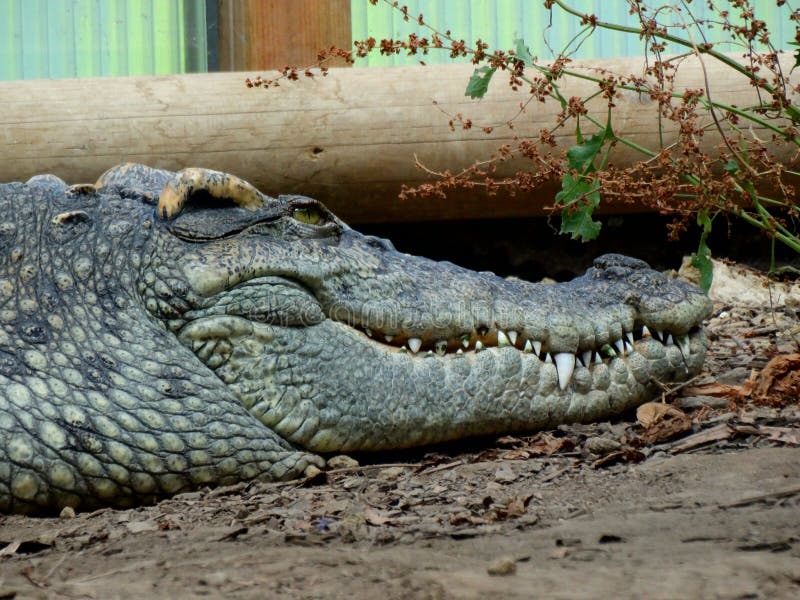 Zoo Servion and Tropiquarium of Servion - 2017 Stock Image - Image of ...