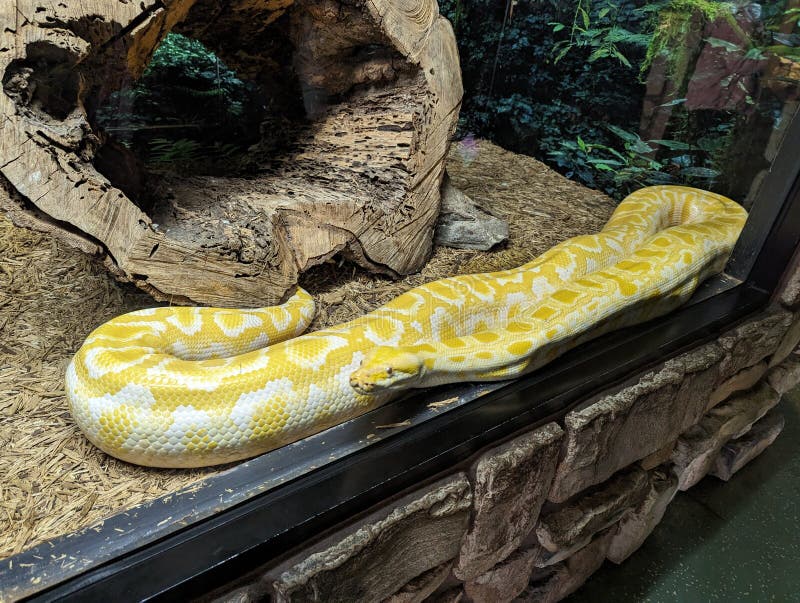 Zoo snake boa stock photo. Image of leaf, yellow, iron - 265250714