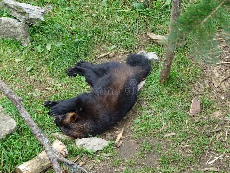 Zoo St Felicien: a Wolverine Stock Photo - Image of felicien, animal ...