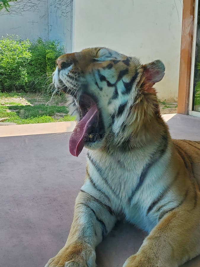 Tiger Rawr Stock Photos - Free & Royalty-Free Stock Photos from Dreamstime