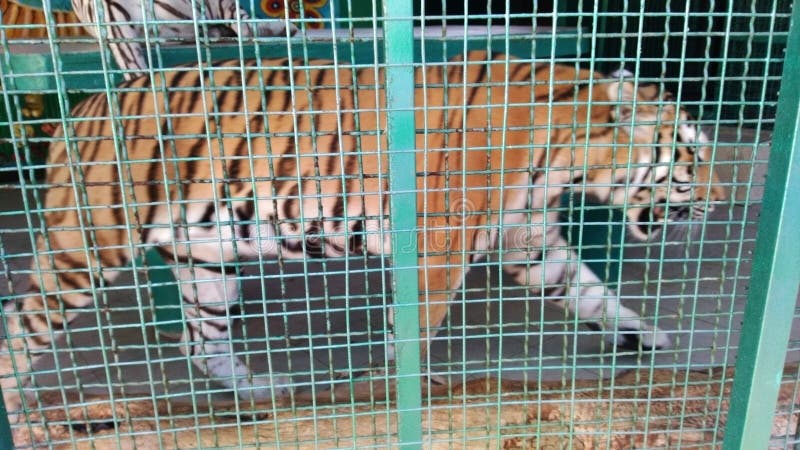 Zoo tiger stock image. Image of elements, design, feline - 100919277