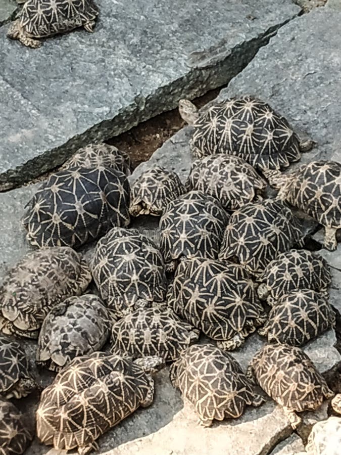 Zoo, Tortoise, Animals Life,tortoise in Group Stock Image - Image of ...