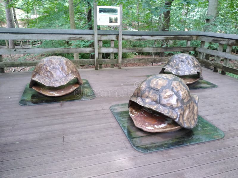 Zoo Turtle Display Fun Nature Stock Image - Image of nature, turtle ...