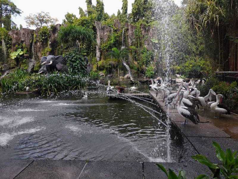 Zoo view stock photo. Image of pelicans, view, water - 265645686