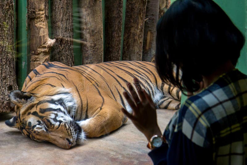 Zoo Visitors Watching a Tiger Stock Photo - Image of foot, captivity ...