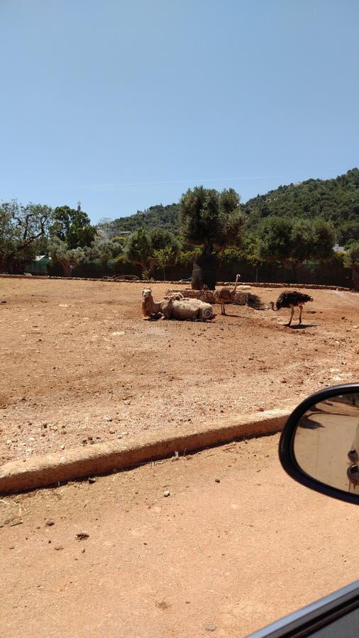 Zoo stock image. Image of zebra, camel, open - 94803383