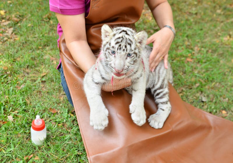 Zookeeper Feeding Baby White Tiger Stock Image - Image of tiger, happy ...