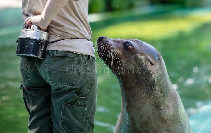 Feeding Seal with Fish in Zoo Stock Photo - Image of fodder, animals ...