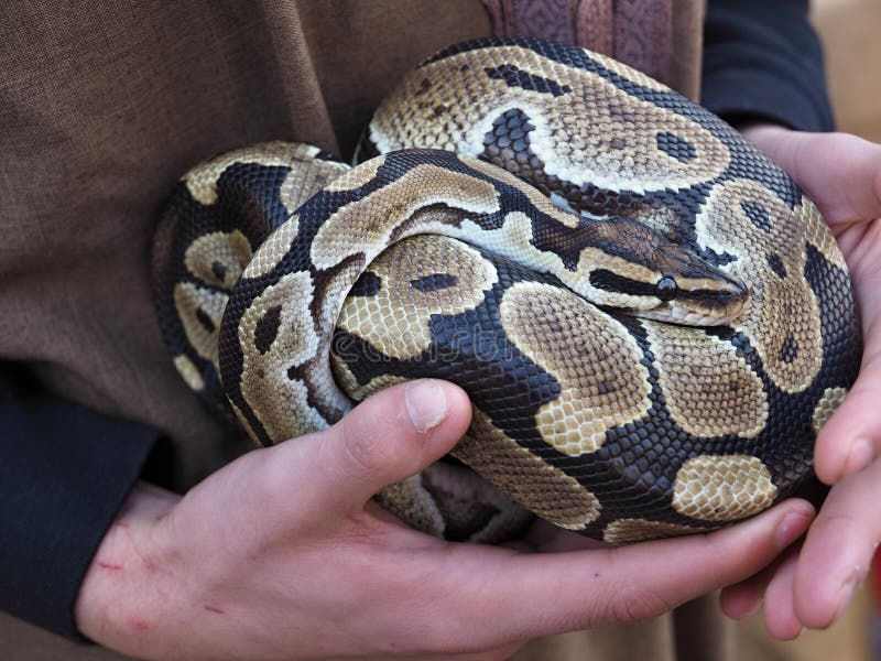 421 Beautiful Regius Snake Stock Photos - Free & Royalty-Free Stock Photos from Dreamstime