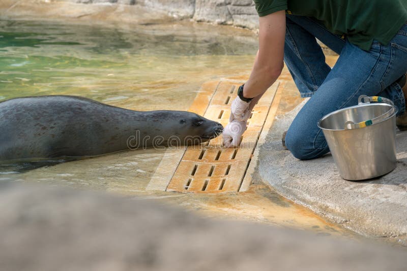 The Zookeeper Working with a Seal Stock Image - Image of enjoy, hand ...