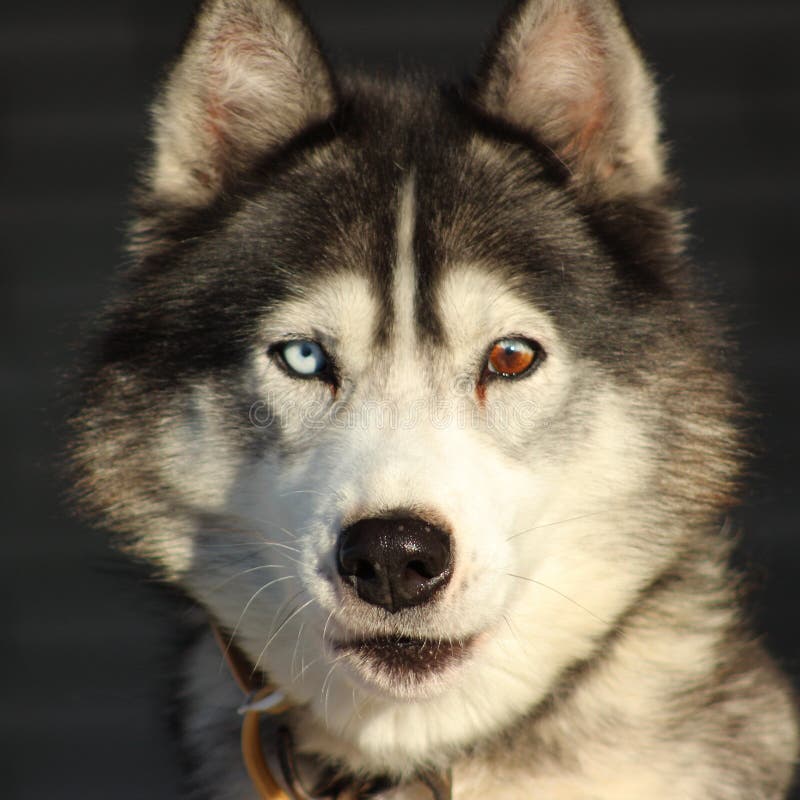 Zooley Stock Photos - Free & Royalty-Free Stock Photos from Dreamstime