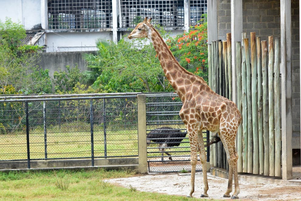 Zoologico stock photo. Image of zebra, confined, park - 49331294