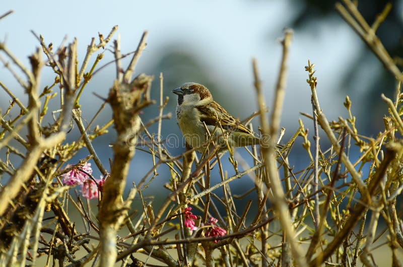 Zoology, birds stock photo. Image of horizontal, nature - 70170354