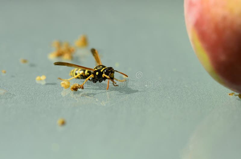 Zoology, Insects, Common Wasp, Stock Photo - Image of apple, animal ...