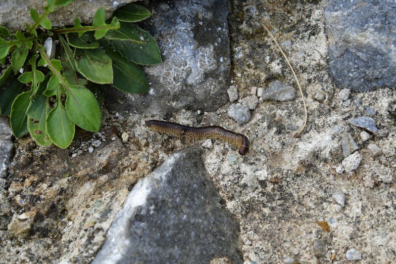 643 Greece Insects Photos - Free & Royalty-Free Stock Photos from ...