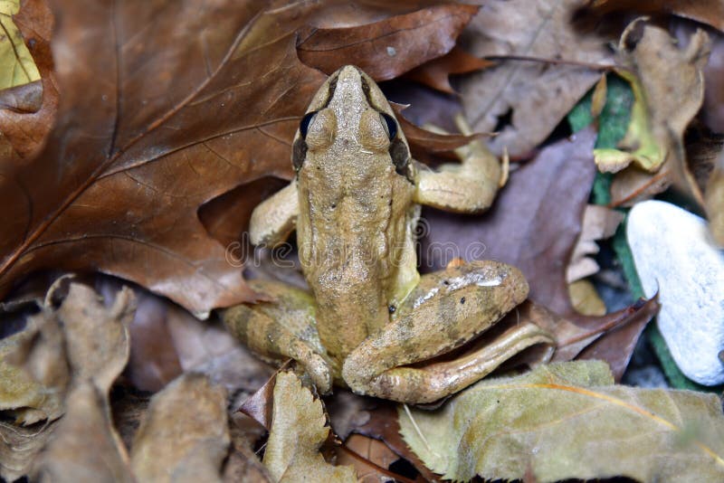 Zoology, Spring Frog stock image. Image of horizontal - 200890447