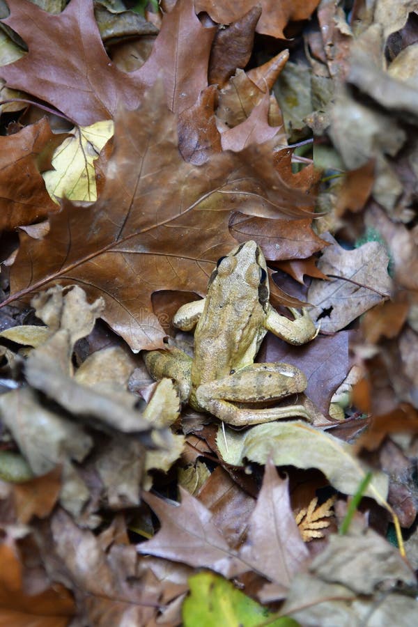 Zoology, Spring Frog stock photo. Image of amphibians - 200890474