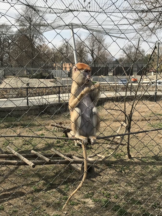 Zooloska stock image. Image of zica, jadenje, zooloska - 92124535