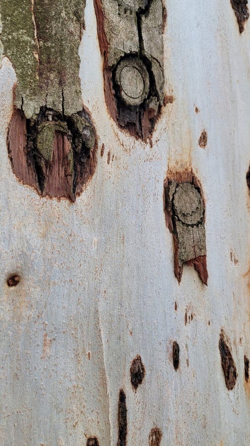 Tree, texture and color. stock photo. Image of relief - 274027512