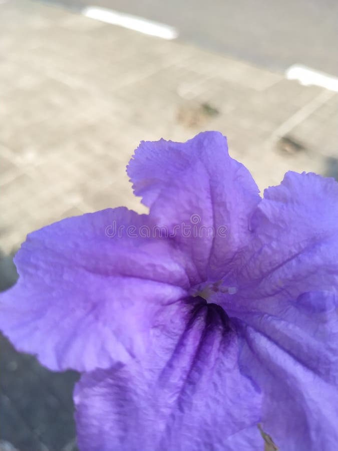 Zoom in on Beautiful Pure White Flowers in the Garden Stock Photo ...