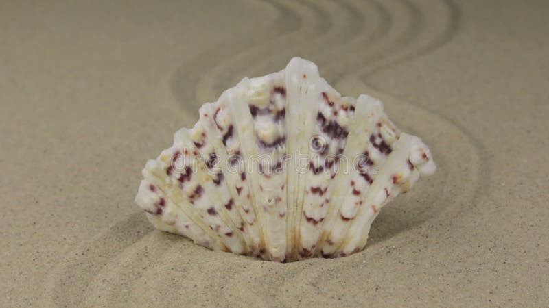 Zoom in. Beautiful Seashell Lying on the Sand Zigzag Stock Footage ...