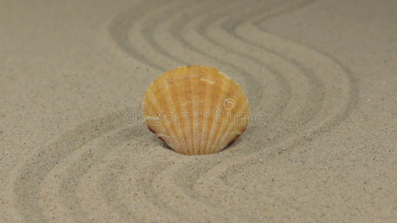 Zoom in. Beautiful Seashell Lying on the Sand Zigzag Stock Footage ...